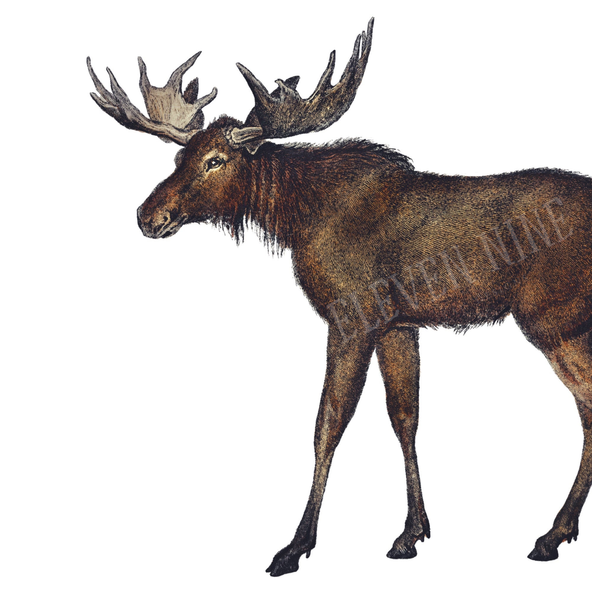 Moose Clipart Moose Digital Download Moose Art Print Moose - Etsy