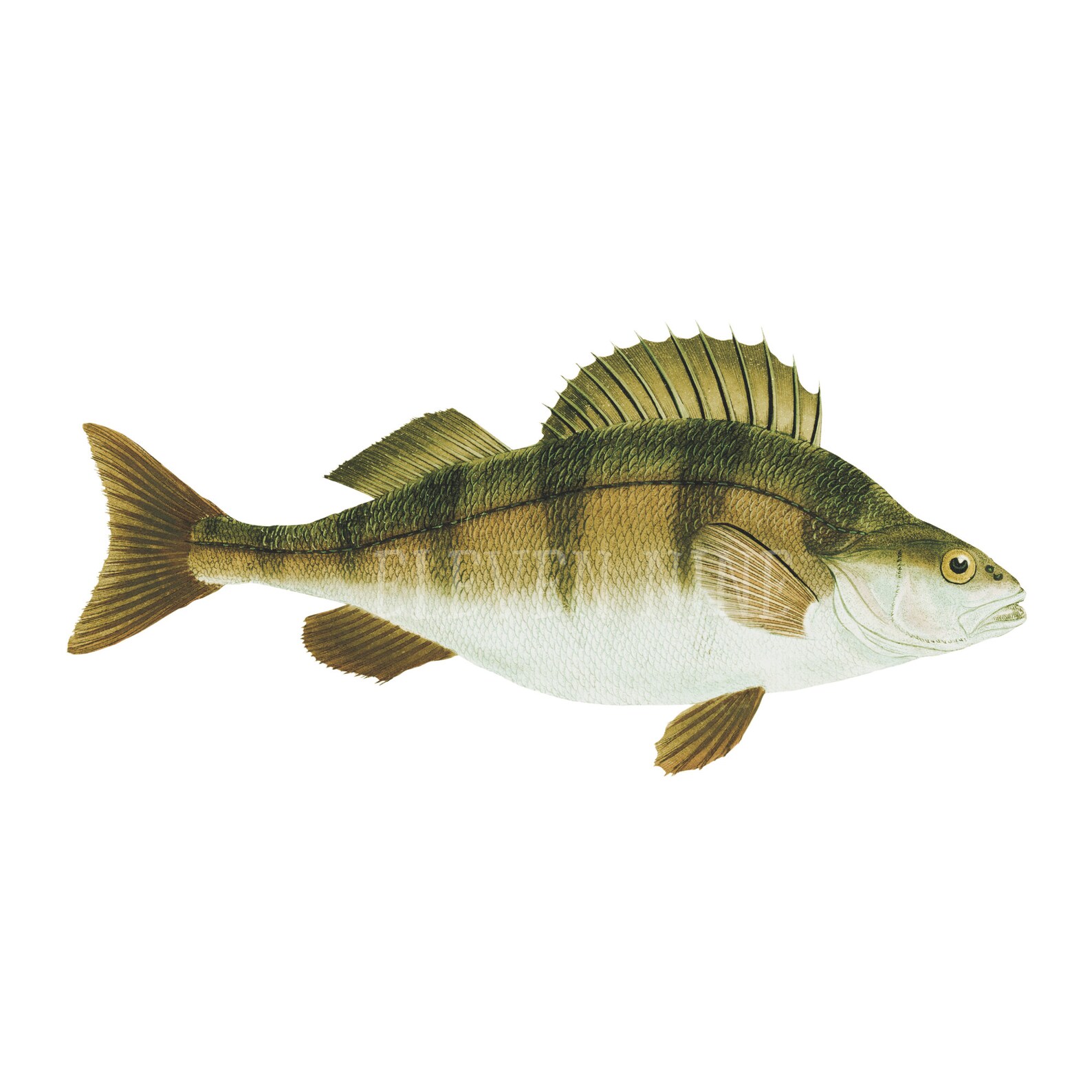 Fish Clipart Perch Fish Digital Download Fishing Clipart - Etsy