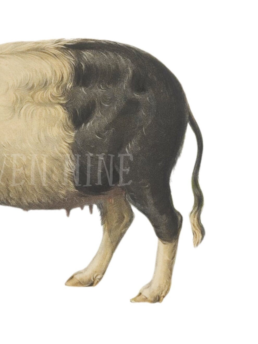 Pig Clip Art Pig Print Pig Digital Download Farm Animal | Etsy