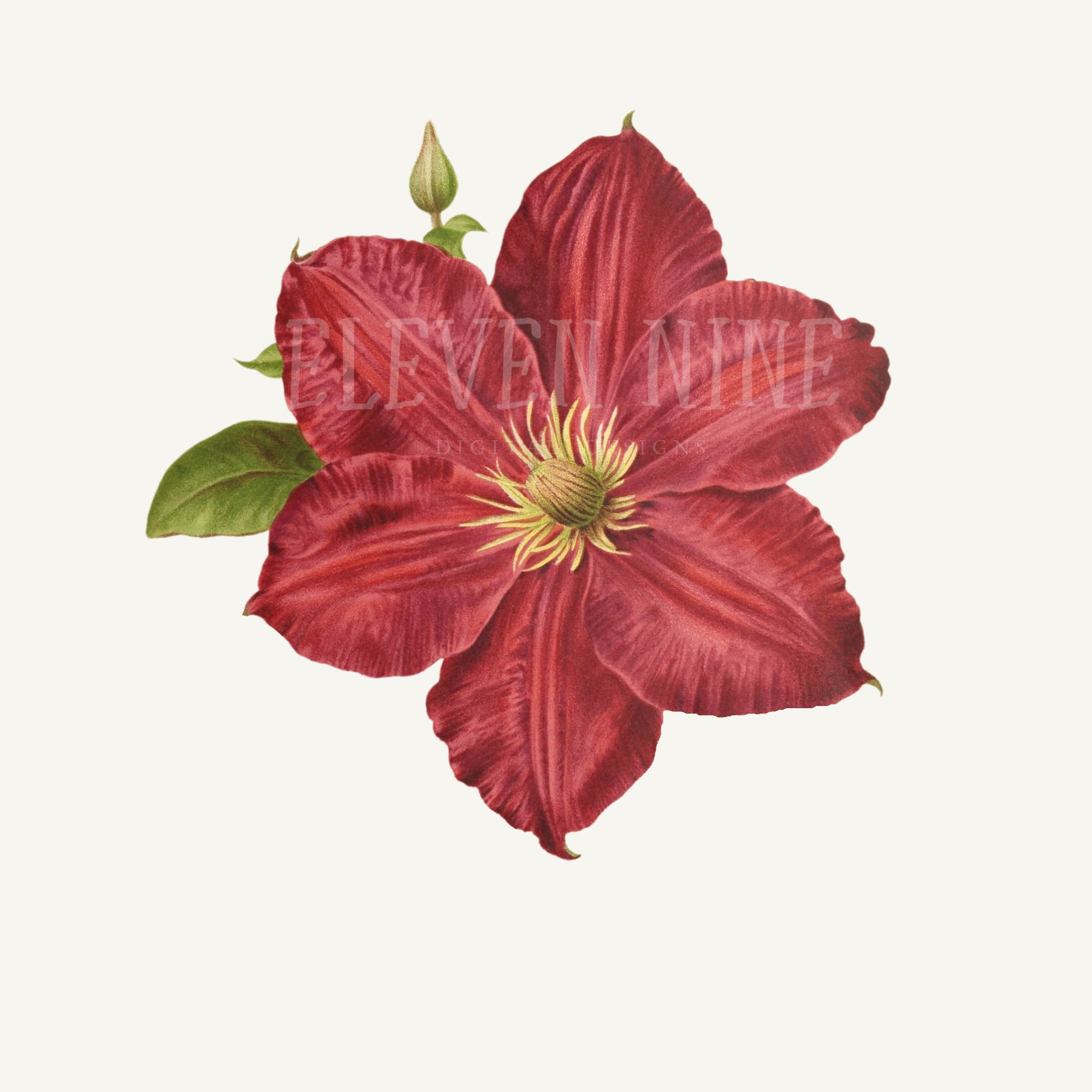 Red Flowers Clipart, Clematis Flower, Red Floral Digital Download ...