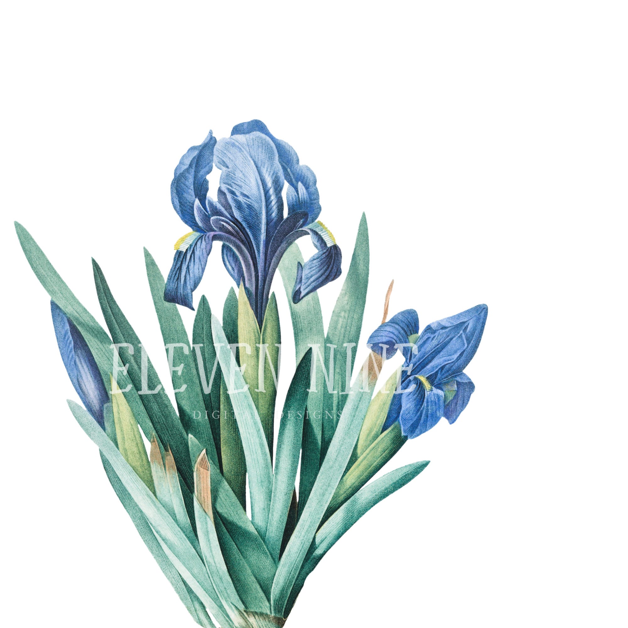 Iris Flower Clipart Blue Flower Clipart Digital Download | Etsy