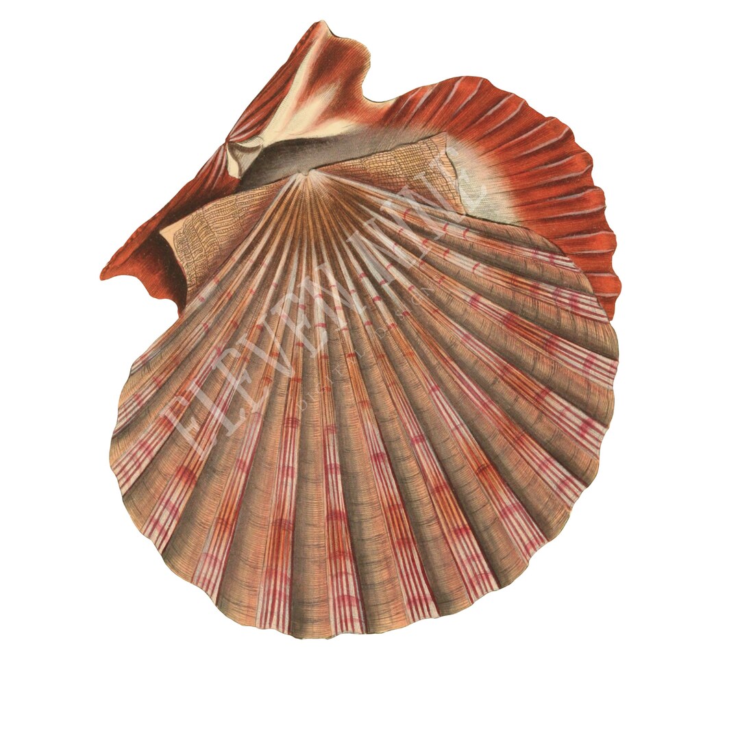 Seashell Clipart, Seashell Digital Download, Sea Life Clipart, Seashell ...