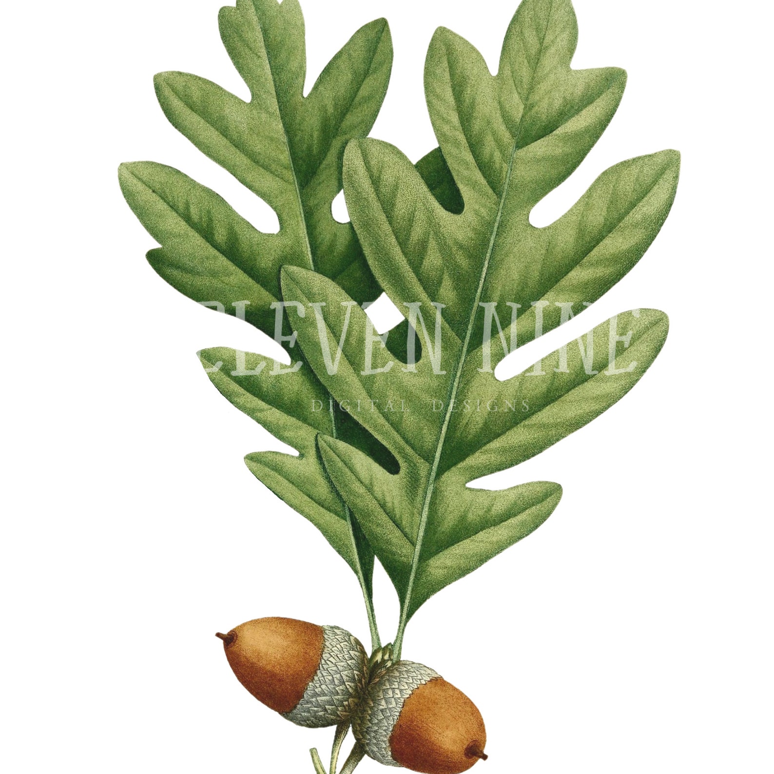 Grüne Blätter Clipart, Blätter digitaler Download, weiße Eiche Baum ...