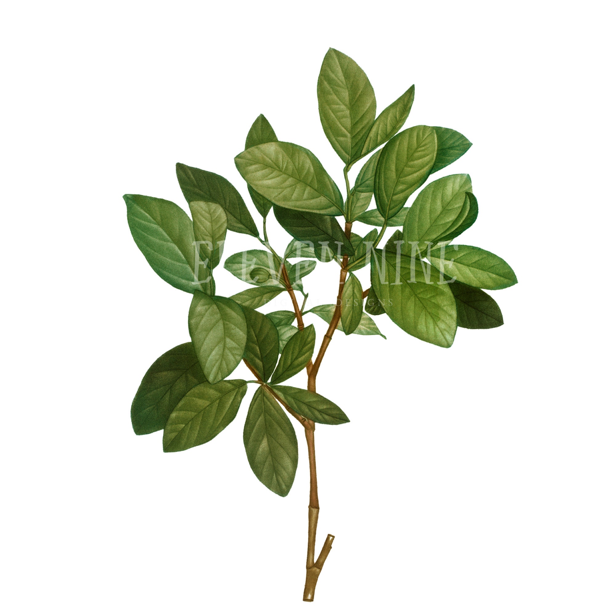 Real Leaves Png