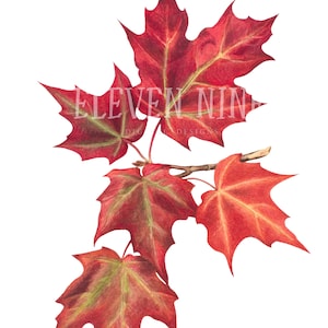 Fall Leaves Clipart, Leaves Digital Download, Autumn Leaves, Foliage ...