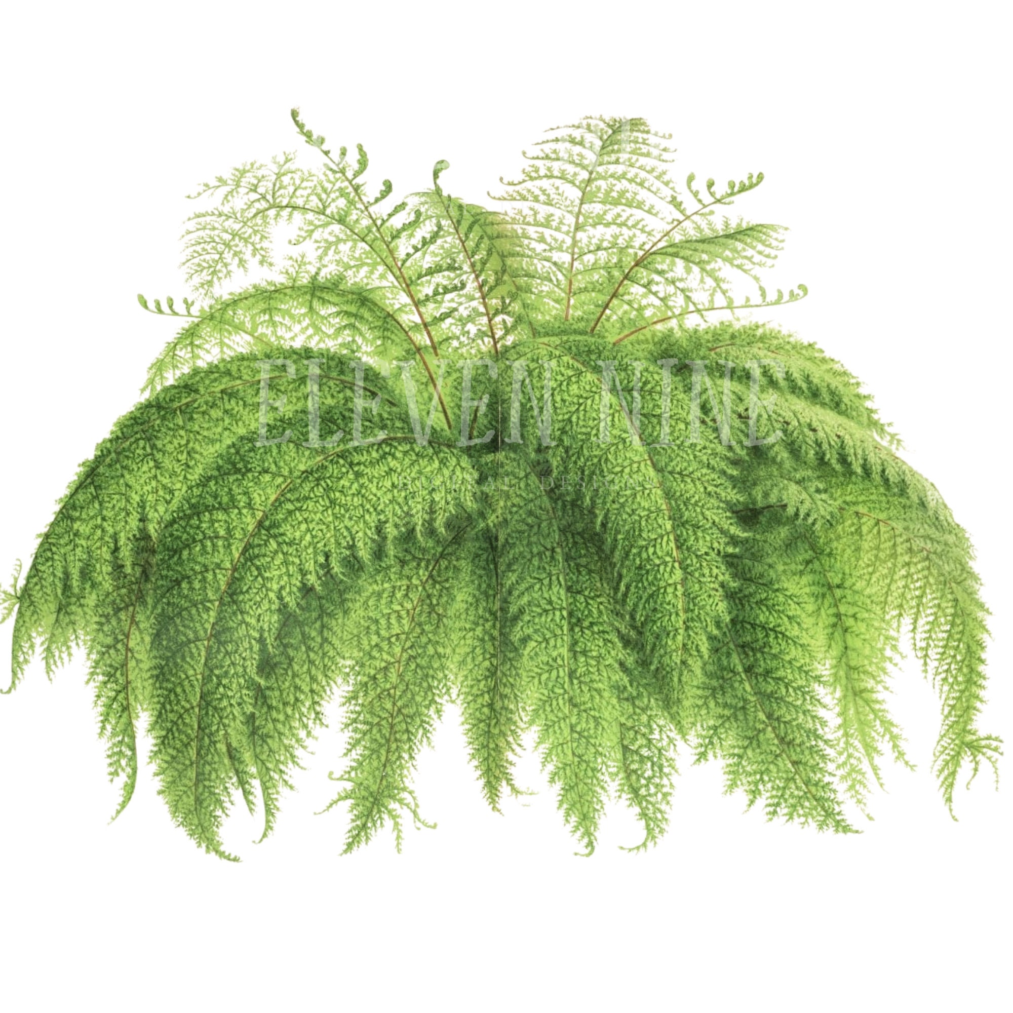 Fern Clipart Fern Plant Fern Digital Download Fern PNG JPG - Etsy UK