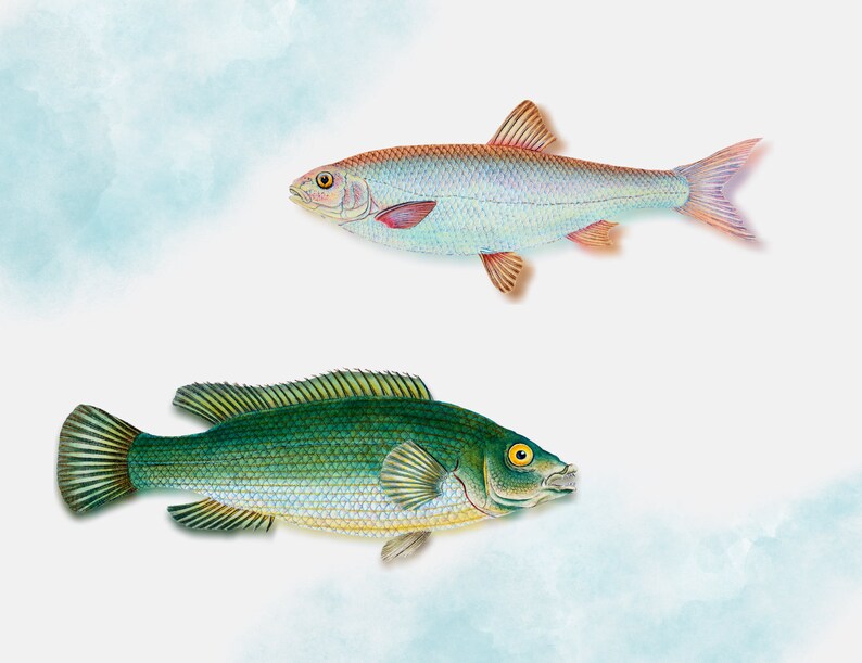 Fish Clipart Fishing Clipart Nautical Clipart Fish Digital - Etsy