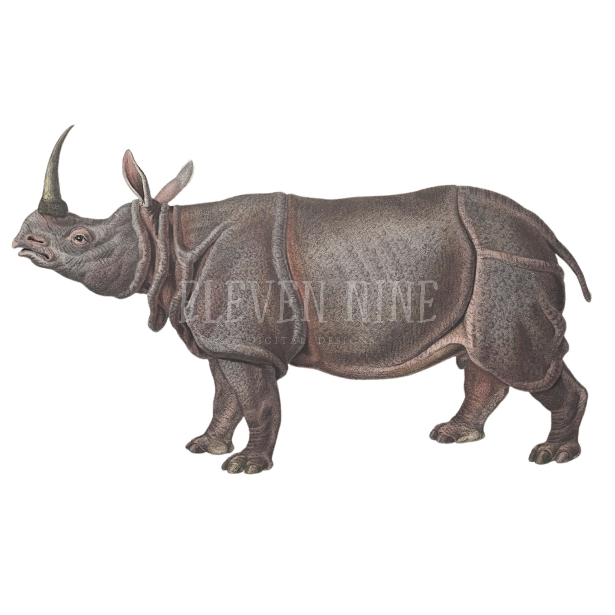 Rhinoceros Clipart, Rhino Clipart, Safari Digital Download, Vintage ...