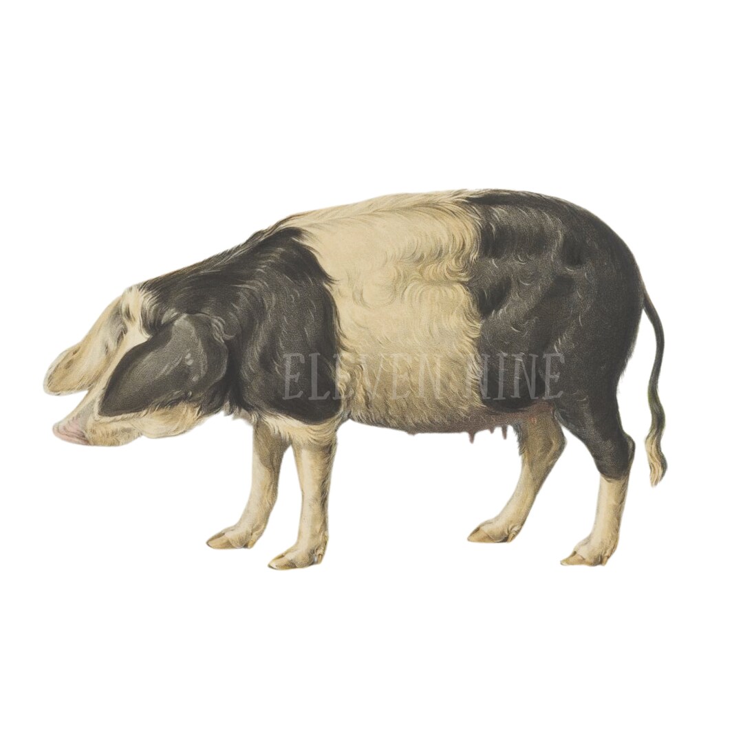 Pig Clip Art, Pig Print, Pig Digital Download, Farm Animal Clipart ...