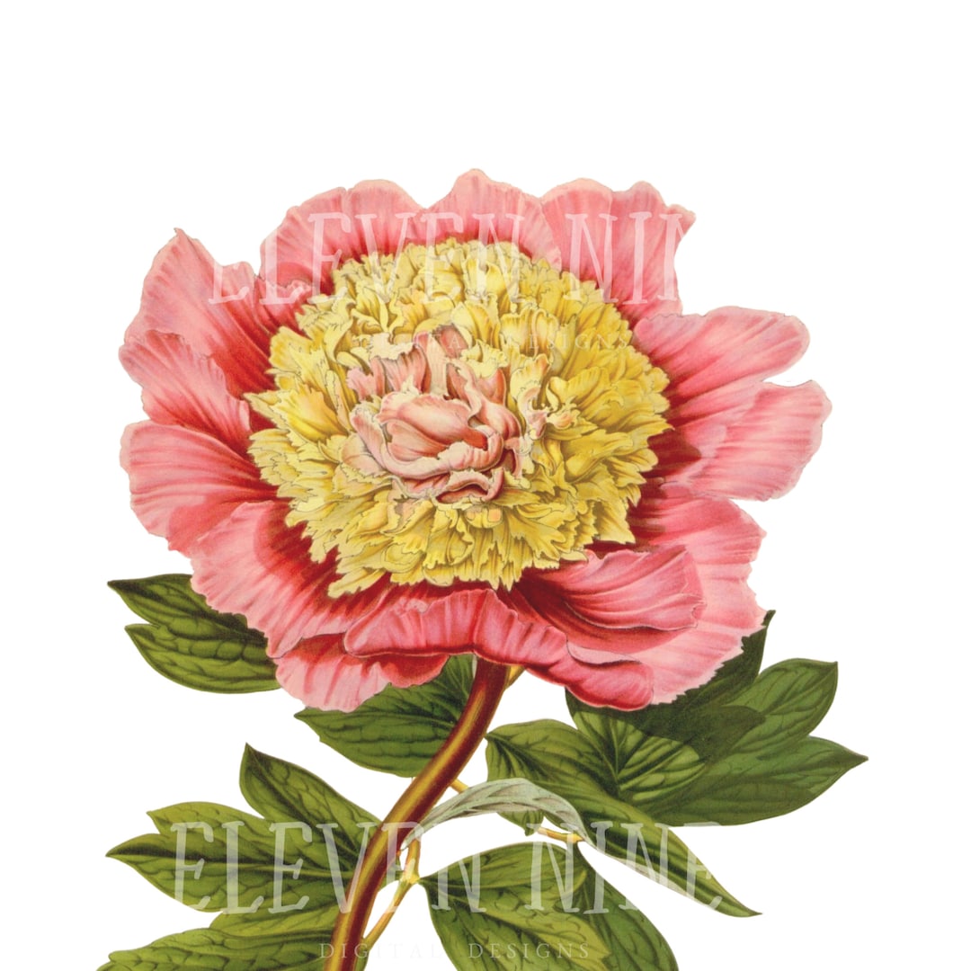 Peony Clip Art, Peony Flower Digital Download, Pink Peony, Digital ...