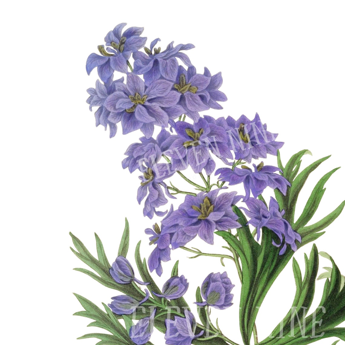 Purple Flower Clip Art, Lavender Larkspur, Lavender Digital Download ...