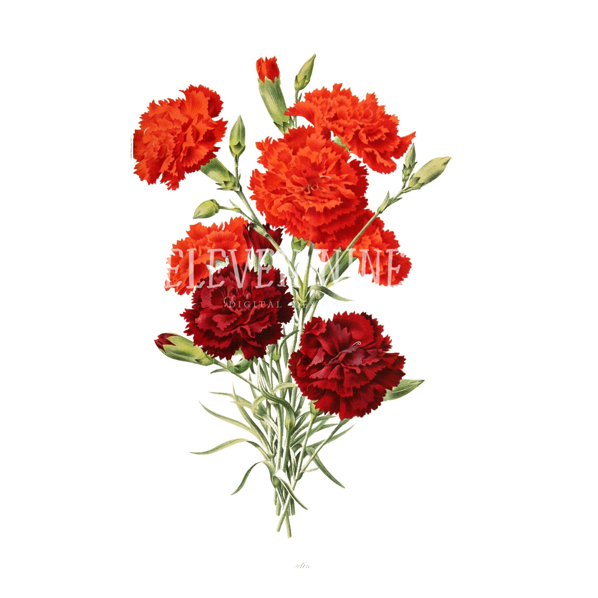 Red Carnation Flower Drawing
