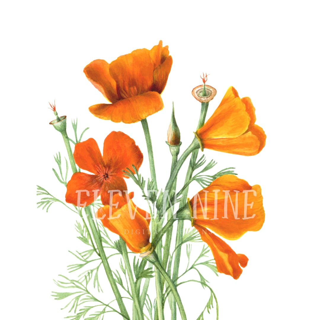 Poppy Clip Art, Poppy Flower Digital Download, Vintage Poppy Botanical ...