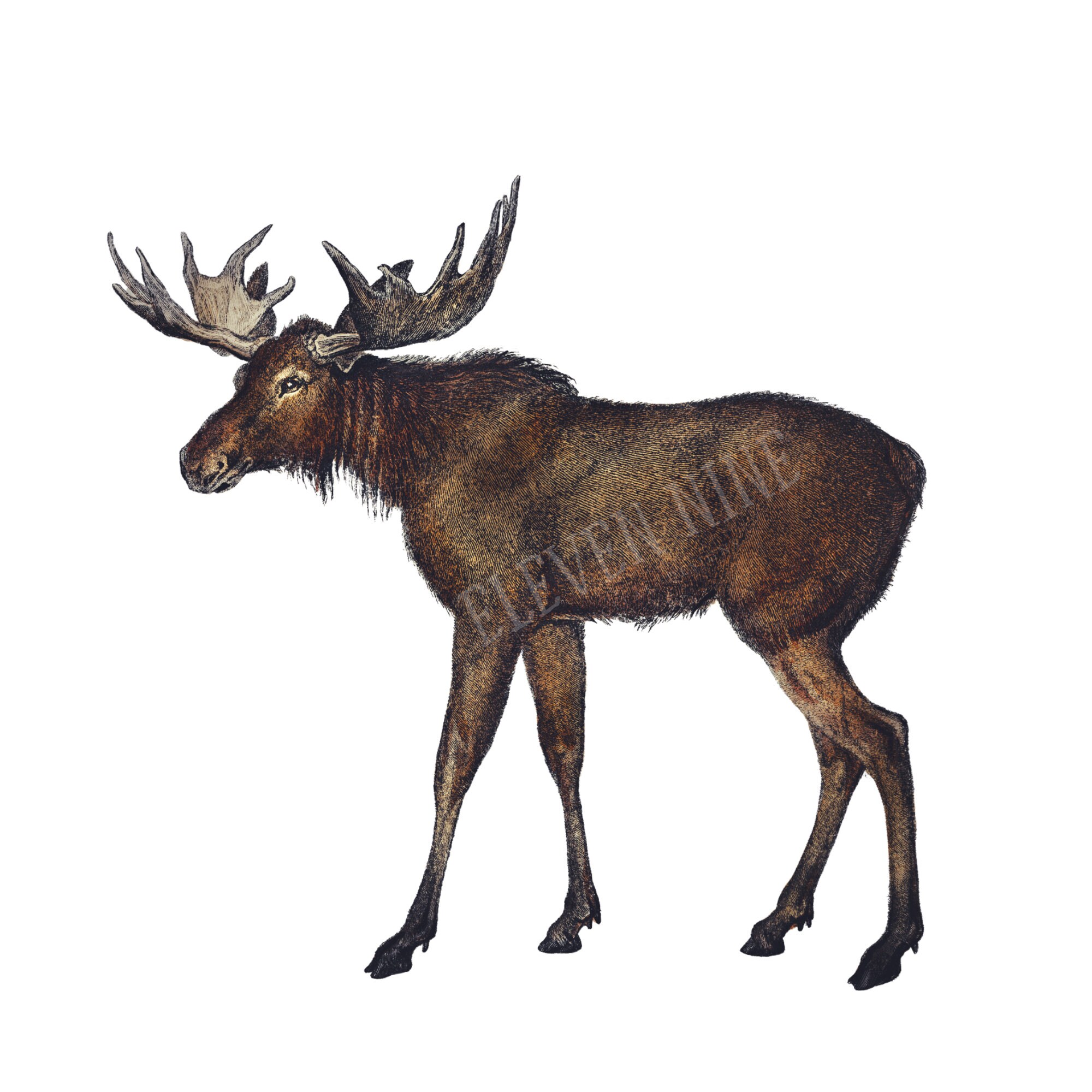 Moose Clipart Moose Digital Download Moose Art Print Moose - Etsy