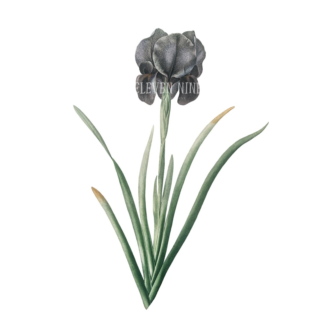 Iris Flower Clipart, Mourning Iris Flower, Black Floral Digital ...