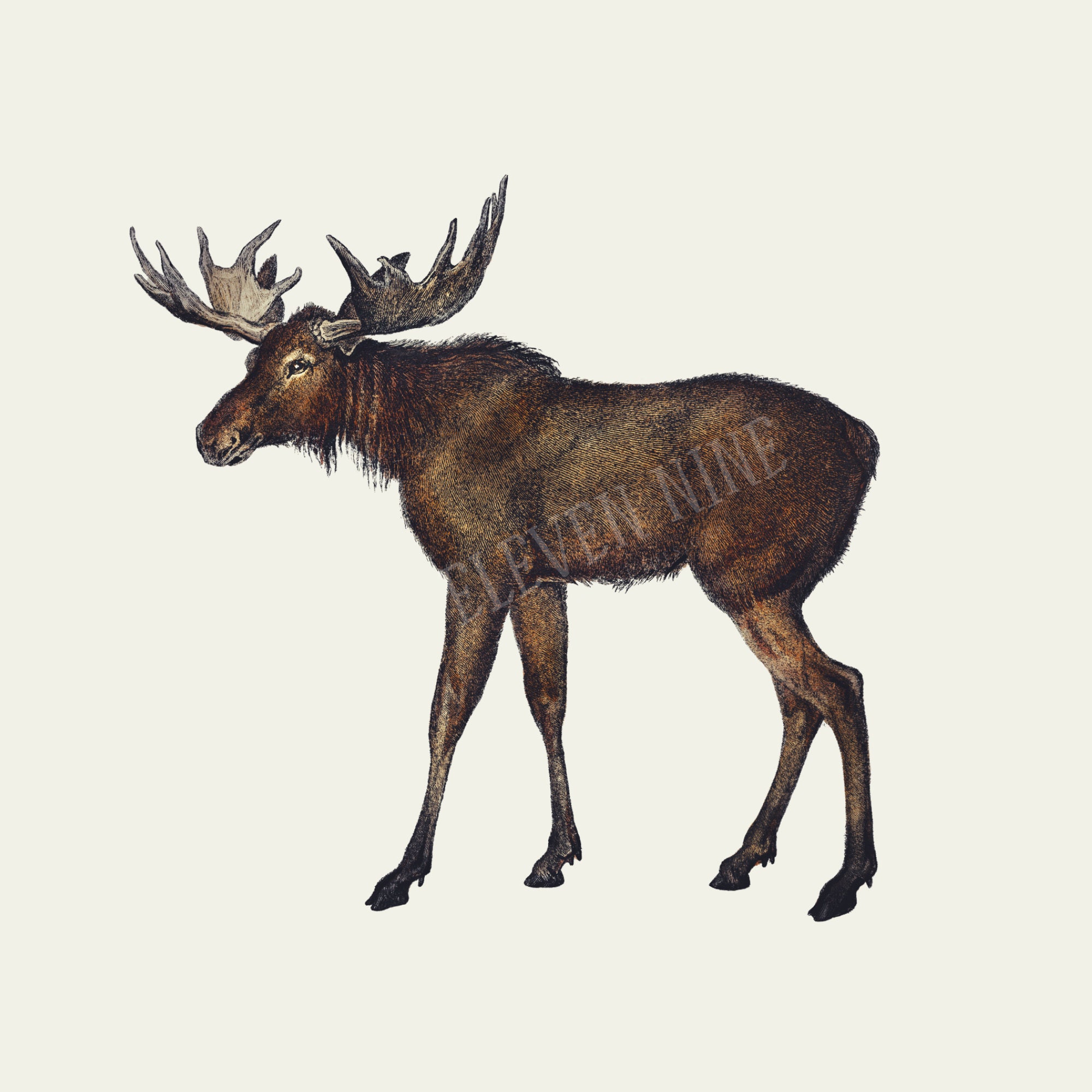Moose Clipart Moose Digital Download Moose Art Print Moose - Etsy