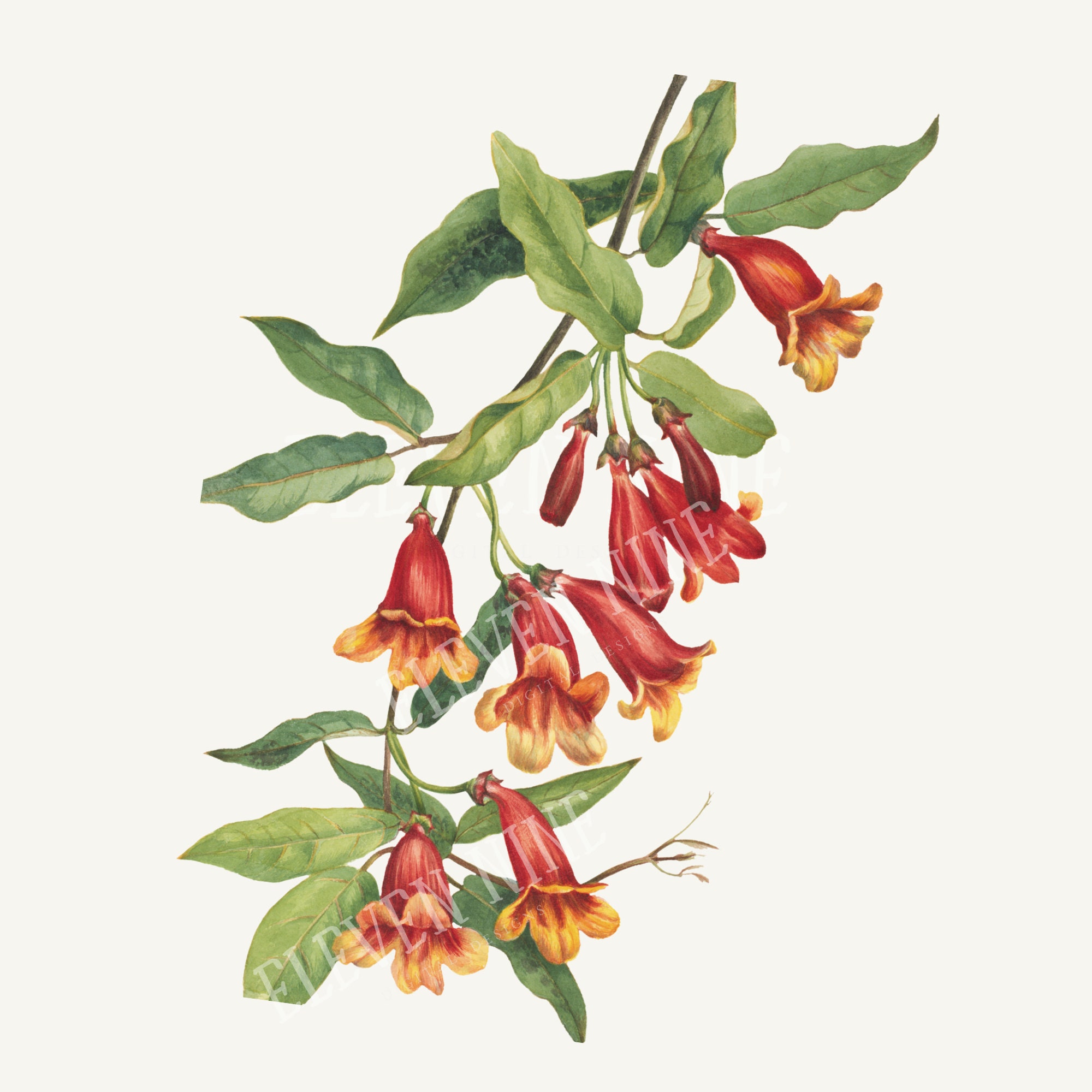 Red Rose Vine Clip Art