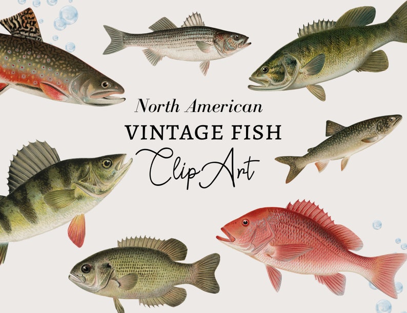 Fish Clipart Fishing Clipart Nautical Clipart Fish Digital - Etsy