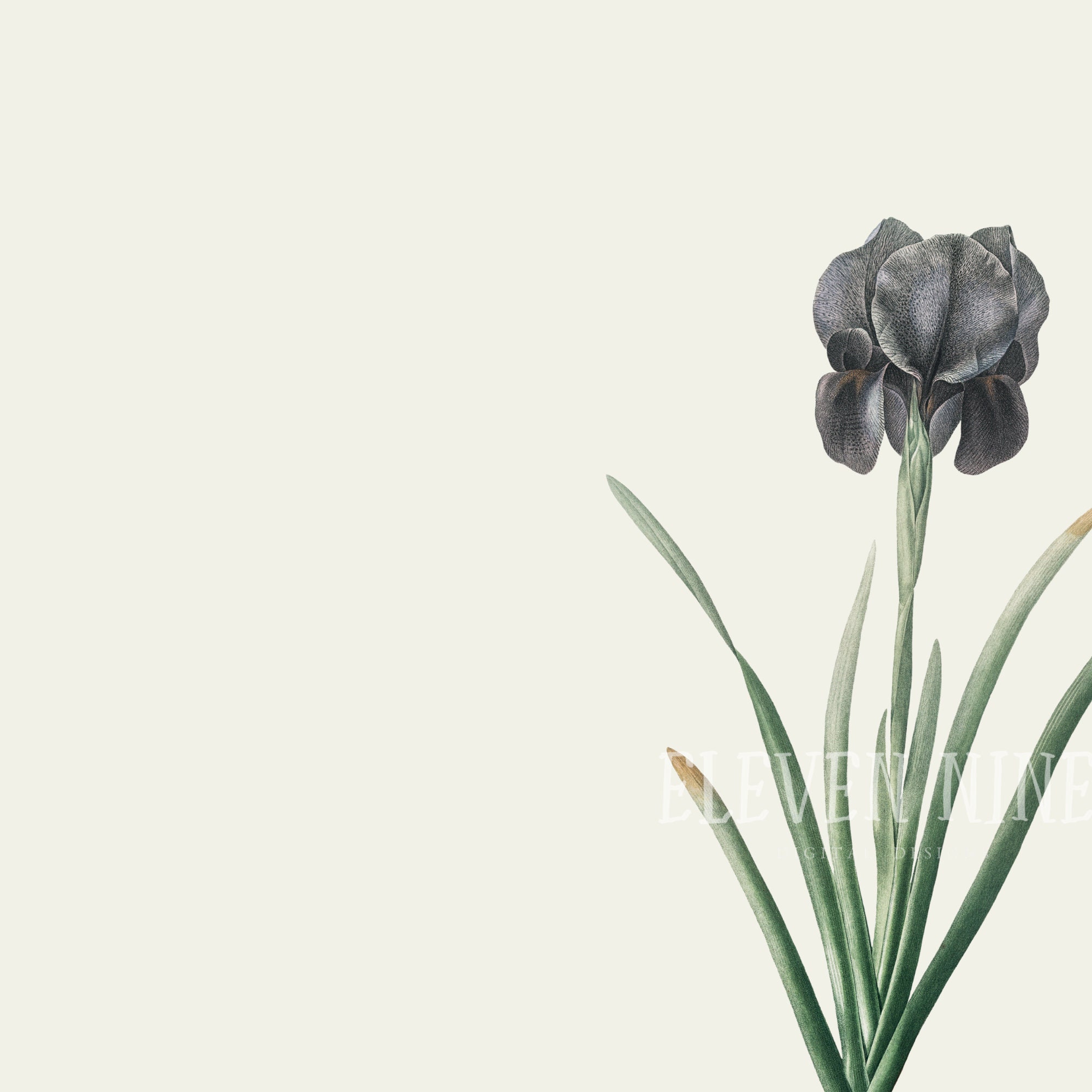 Iris Flower Clipart Mourning Iris Flower Black Floral - Etsy