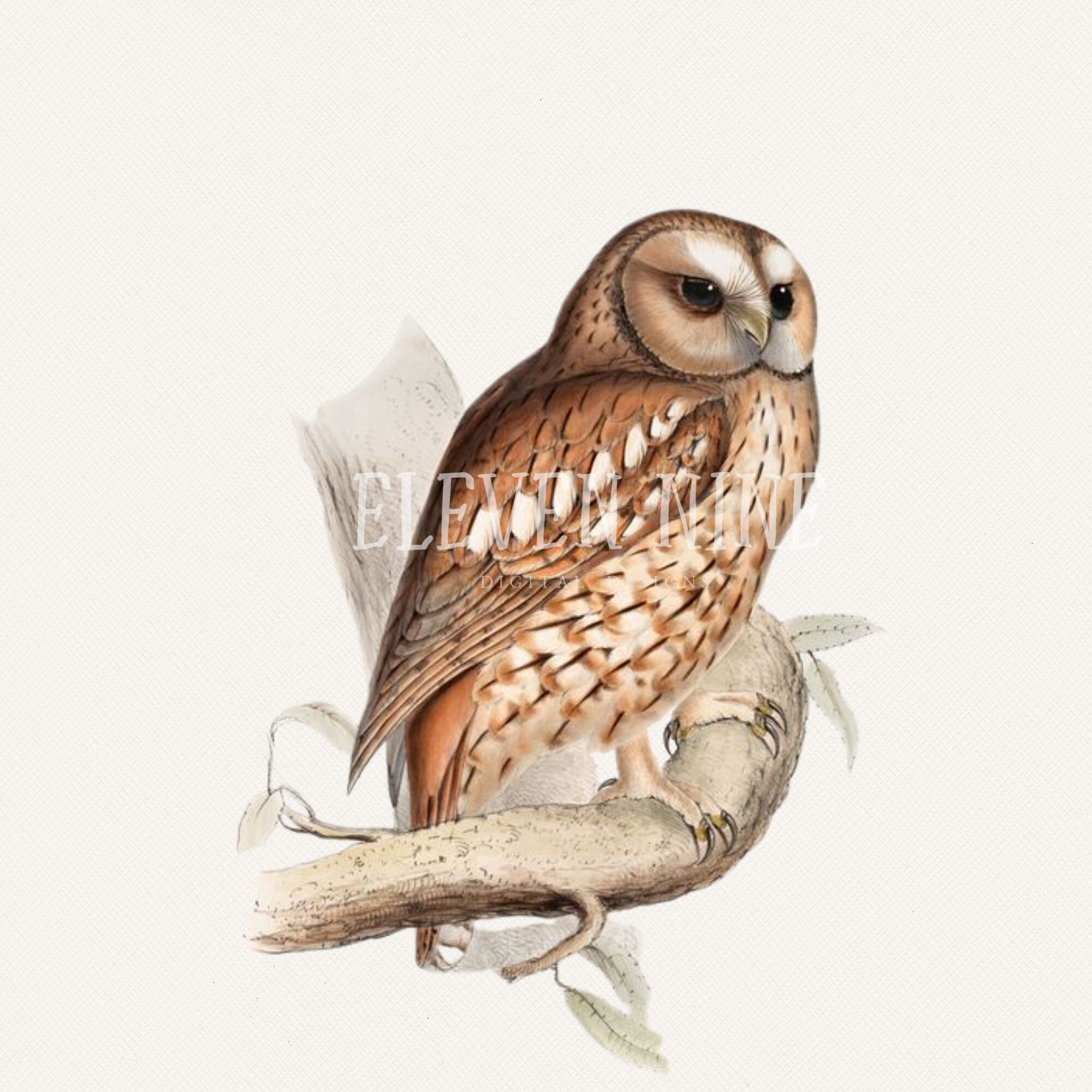 Vintage Owl Clip Art