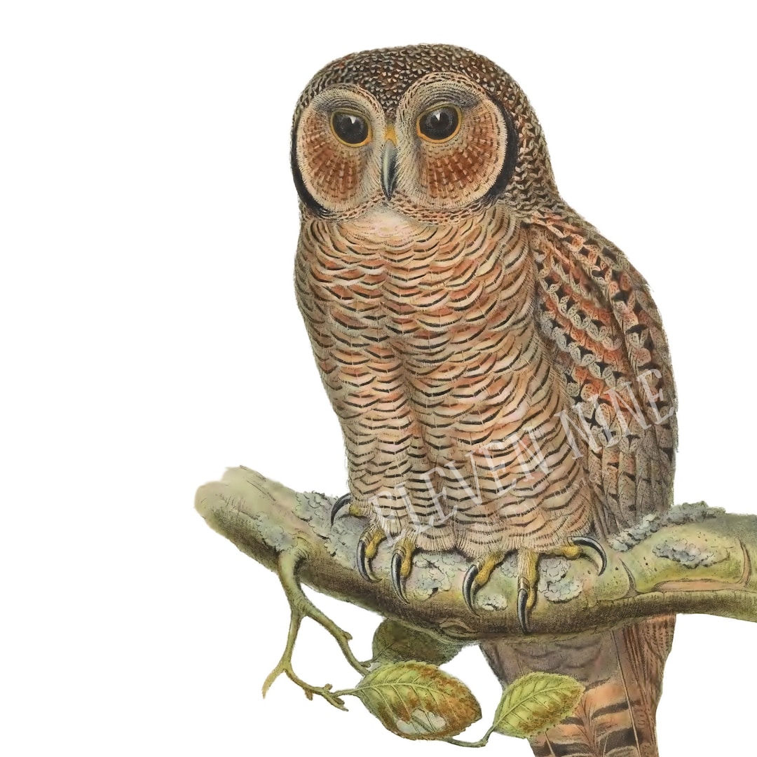 Owl Clipart, Owl Instant Download, Owl Printable, Bird Clipart, Owl ...