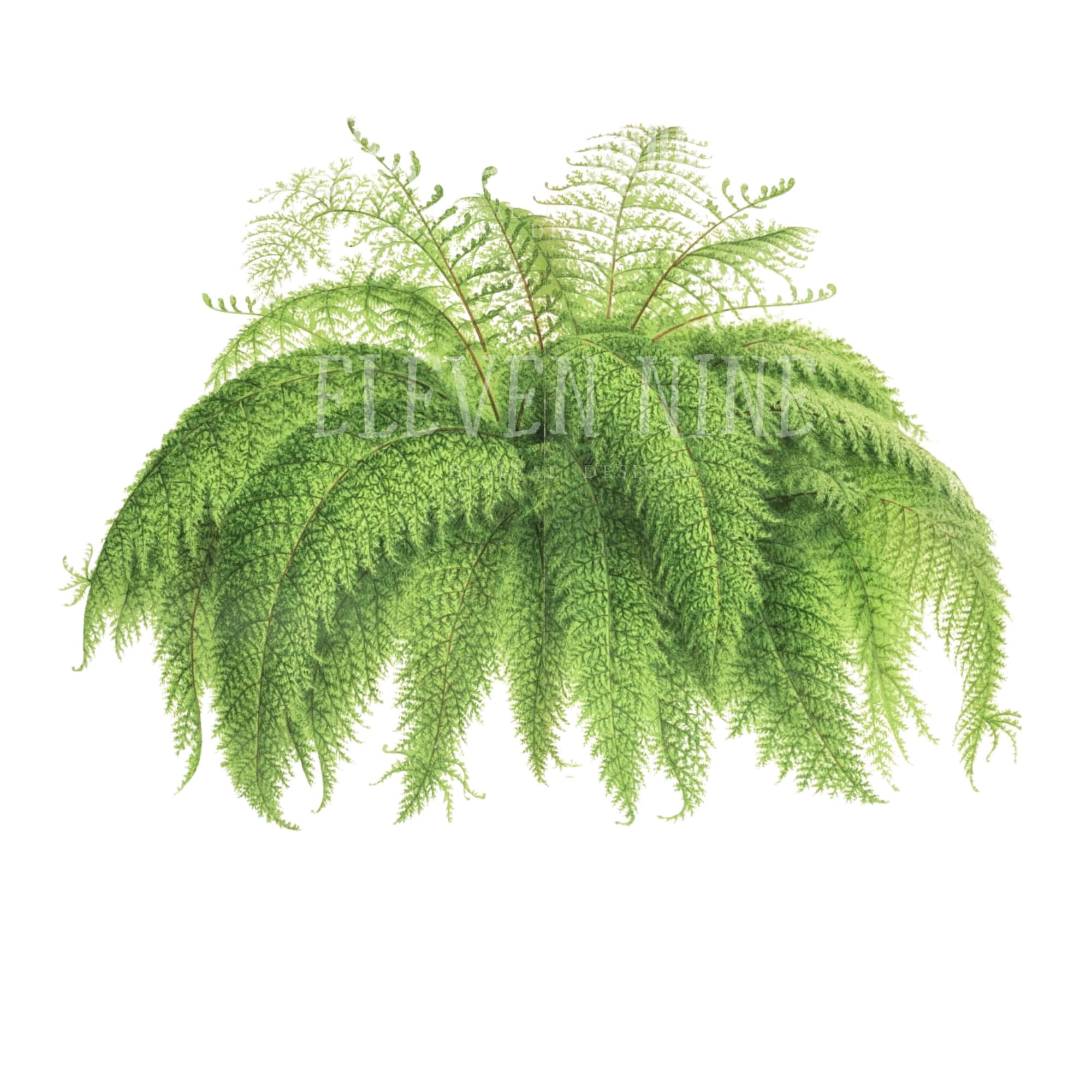 Fern Clipart
