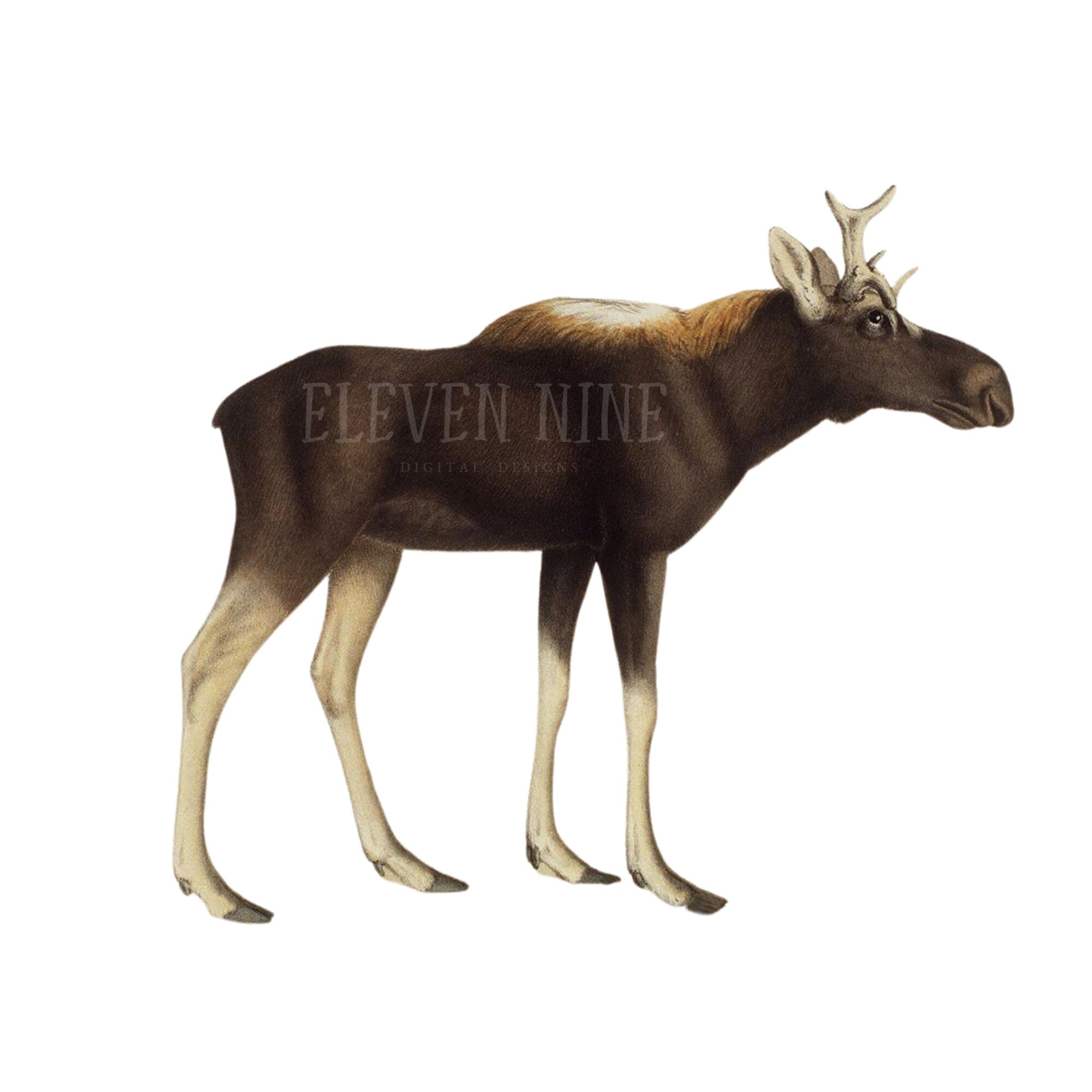 Moose Clipart Moose Digital Download Moose art Print Moose | Etsy