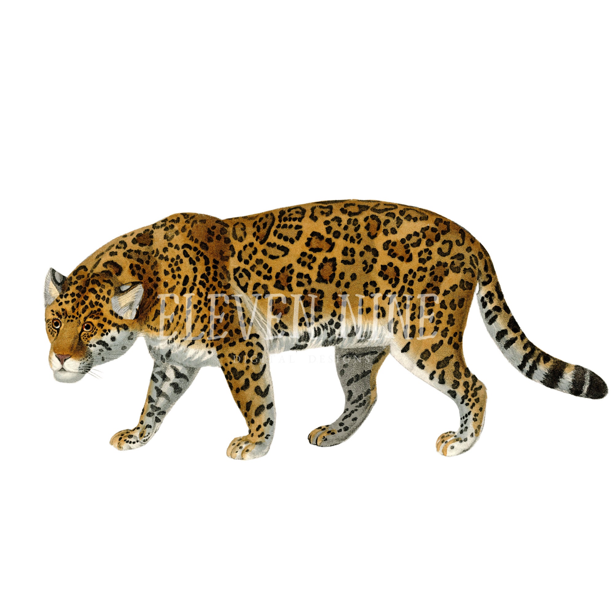 Jaguar Clipart