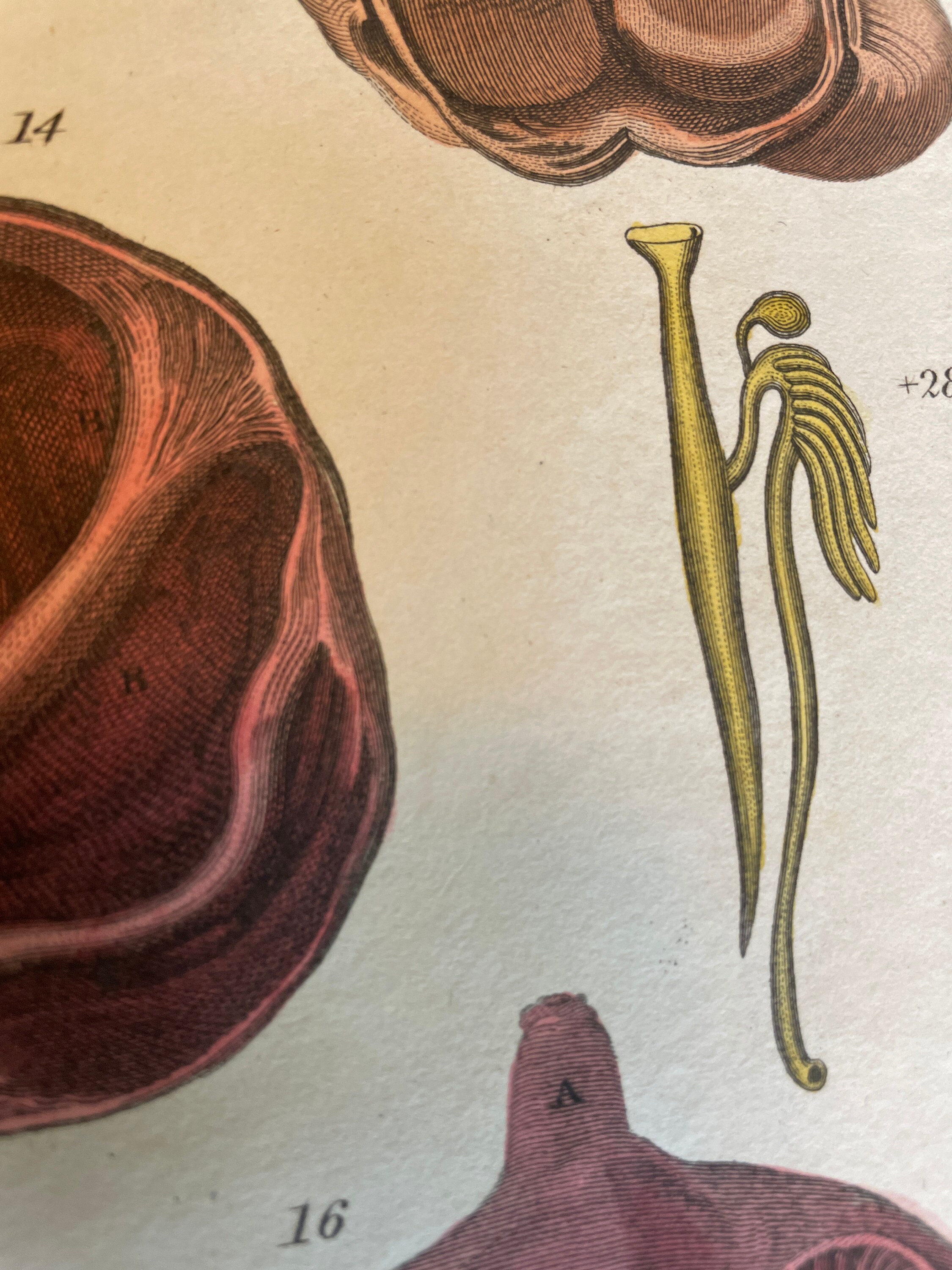 1829 Copper Engraving Dissection Zoology Hand Colored Color Print Book ...