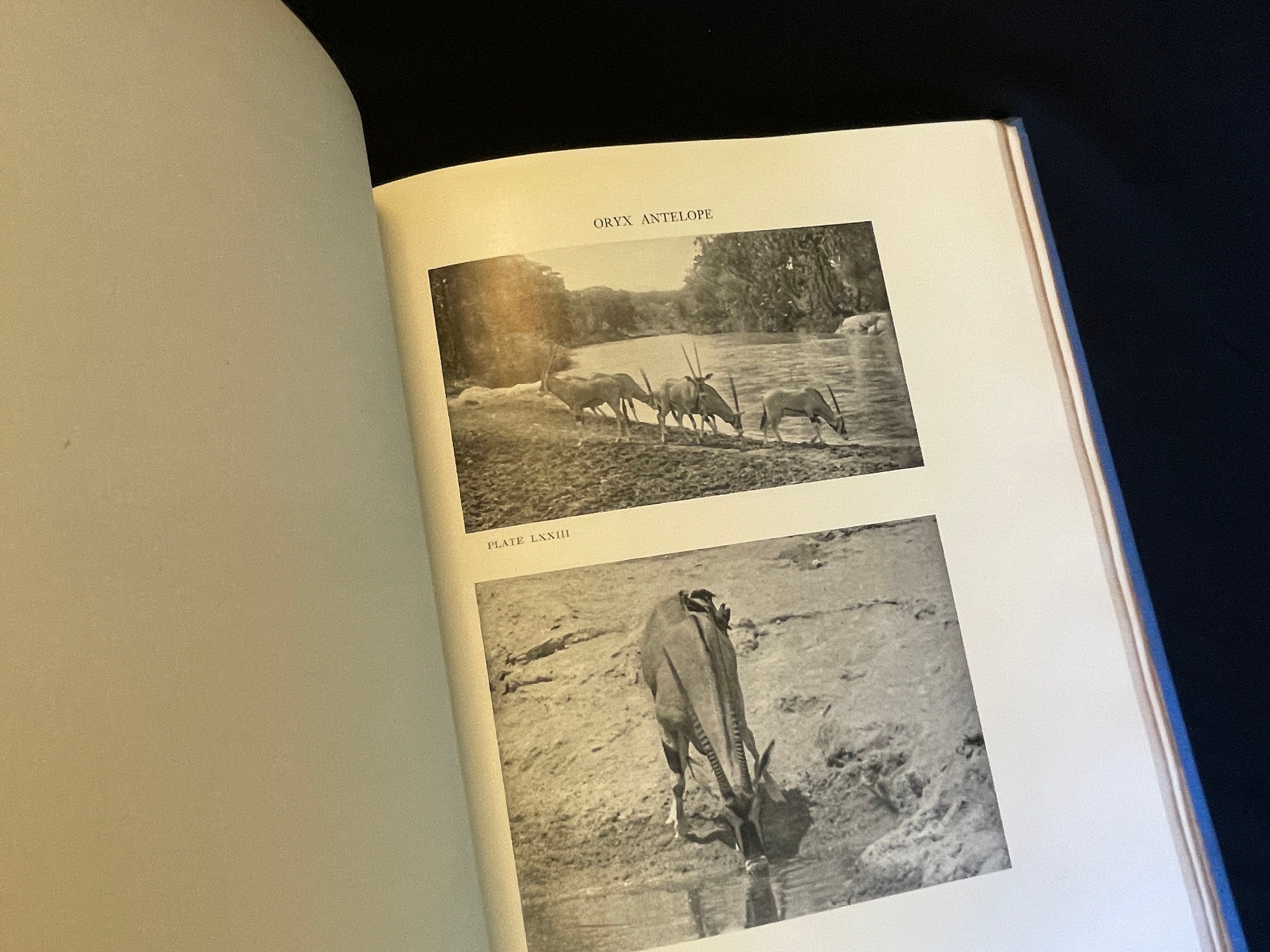 1923 1st Ed Wild Animals I Have Known Prince William Sweden Hardcover ...