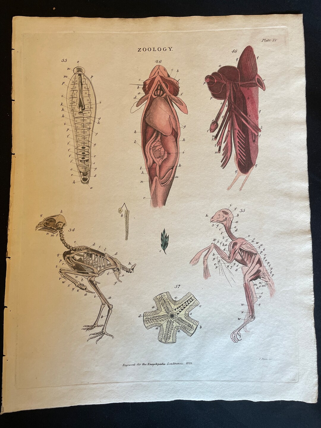 1829 Copper Engraving Dissection Zoology Hand Colored Color Print Book ...