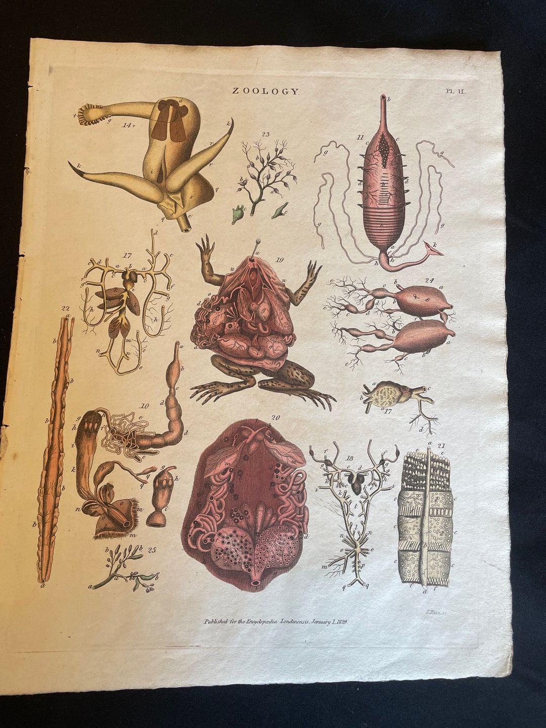 1828 Copper Engraving Dissection Zoology Hand Colored Color Print Book ...