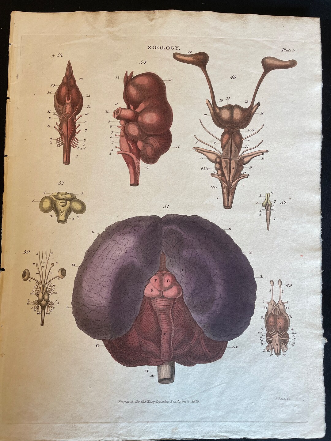 1829 Copper Engraving Dissection Zoology Hand Colored Color Print Book ...