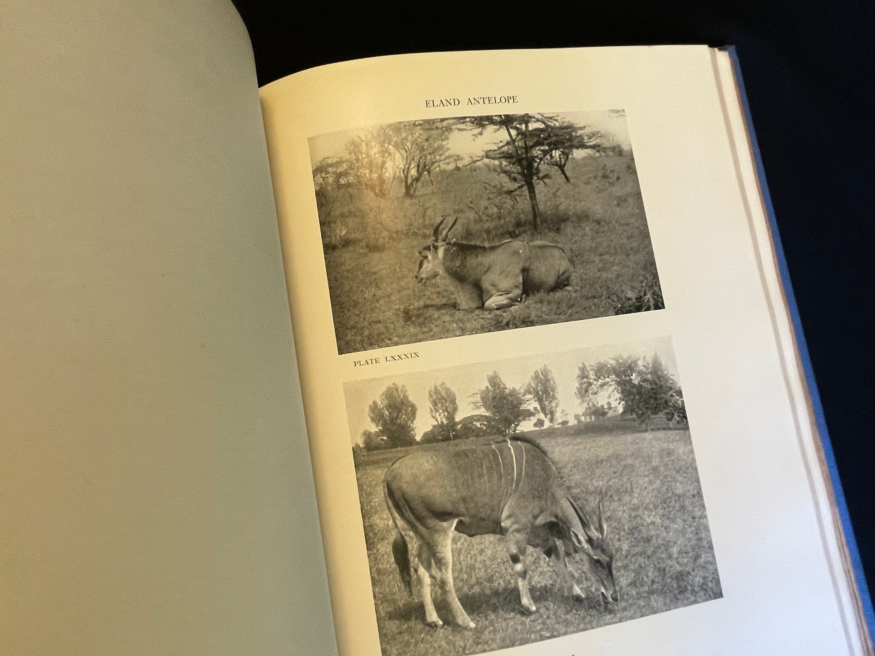 1923 1st Ed Wild Animals I Have Known Prince William Sweden Hardcover ...