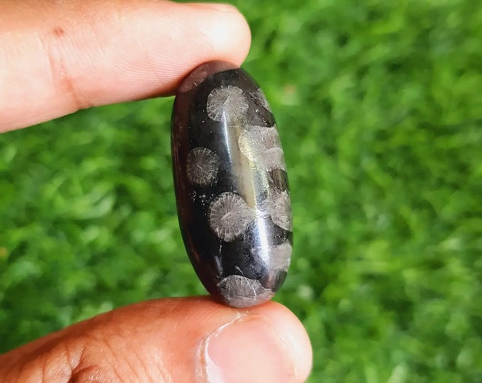 Natural Black Fossil Shiva Lingam Stone Gemstone Beautiful Black Fossil ...