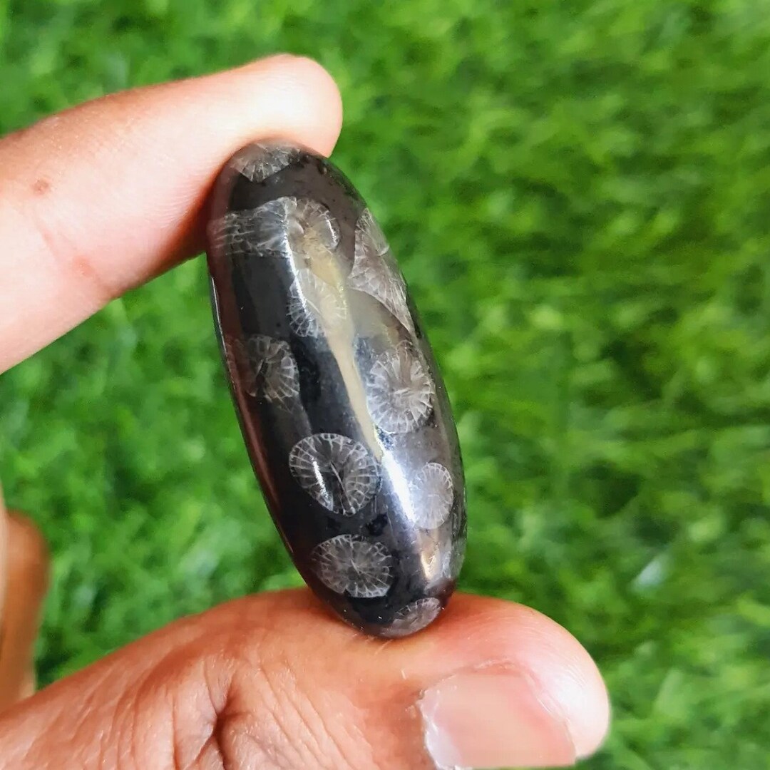 Natural Black Fossil Shiva Lingam Stone Gemstone Beautiful - Etsy