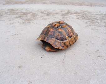 Real tortoise shell | Etsy