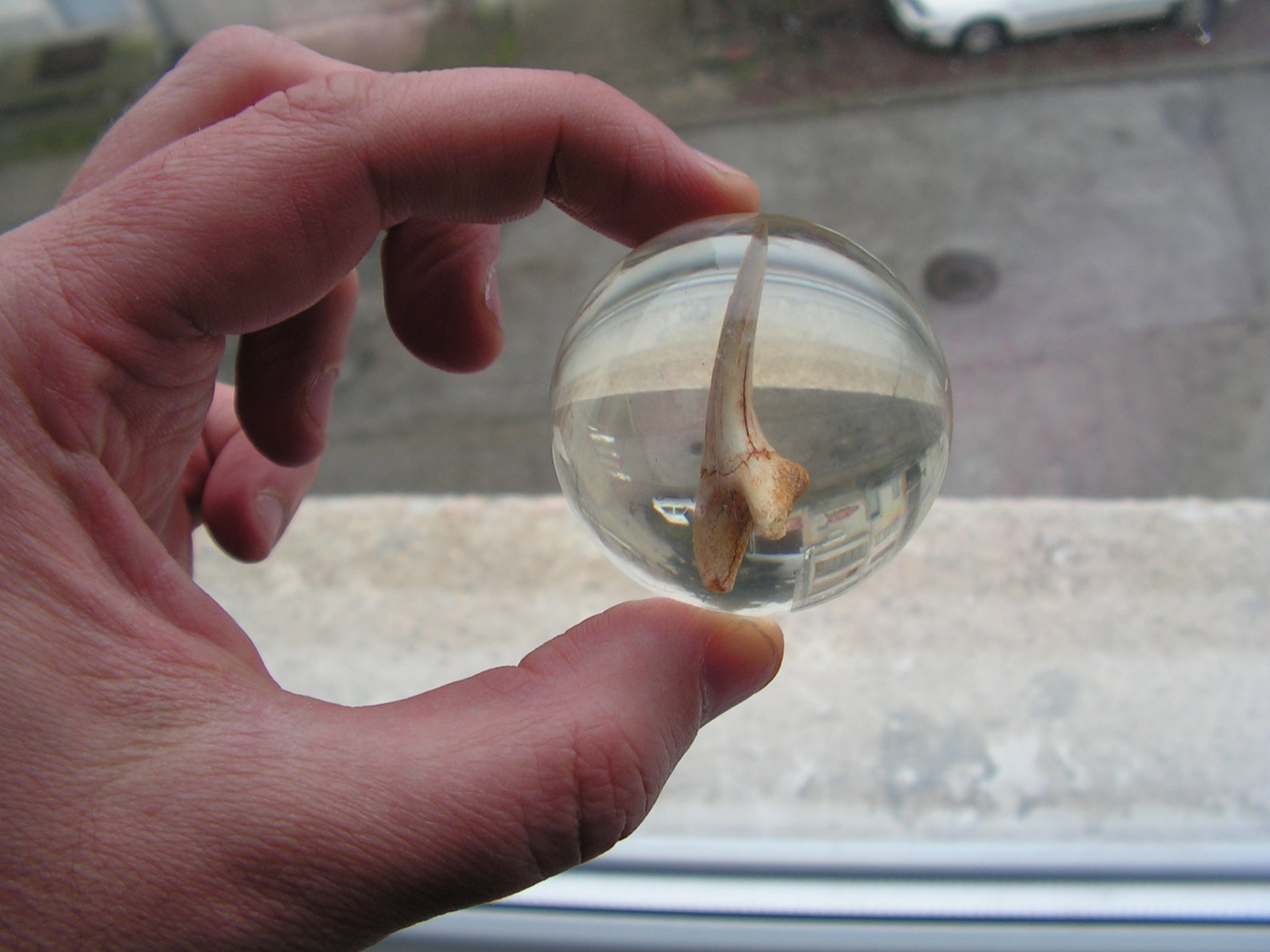 Vintage Real Tooth Predator, Tooth Sphere Resin, Tooth Cast in Clear ...