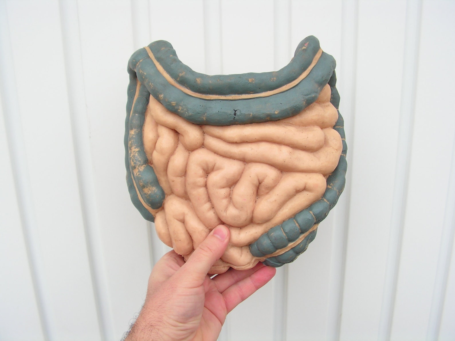 Anatomical Medical Model Internal Organs, Anatomical Kidney Intestine ...