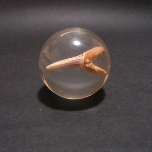 Vintage Real Tooth Predator, Tooth Sphere Resin, Tooth Cast in Clear ...