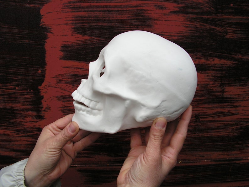 Human Gypsum Skull Ceramics Skull Head Man Plaster Skull - Etsy