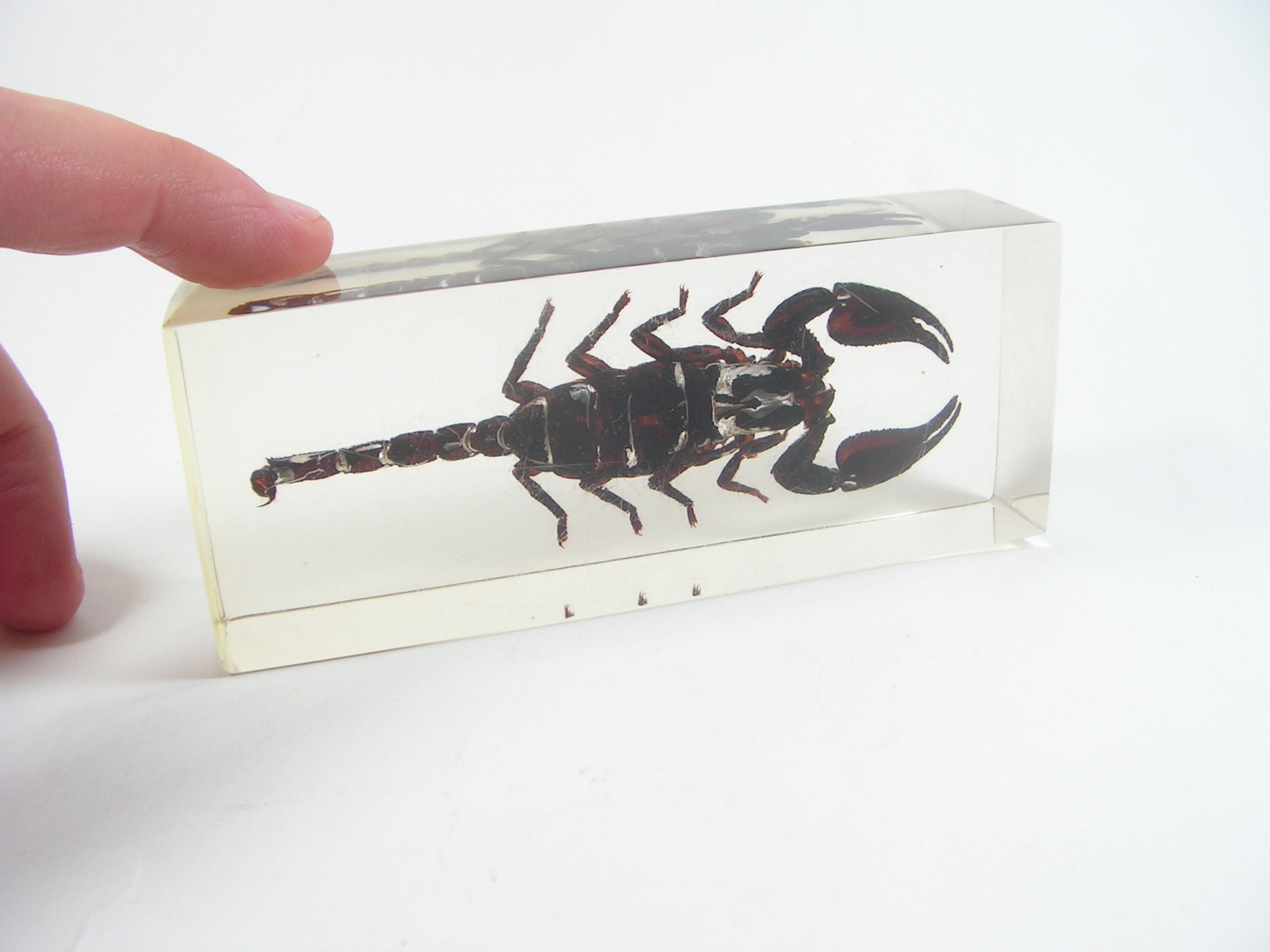 Vintage Real Black Scorpion, Scorpion Paperweight, Black Insect Cast in ...