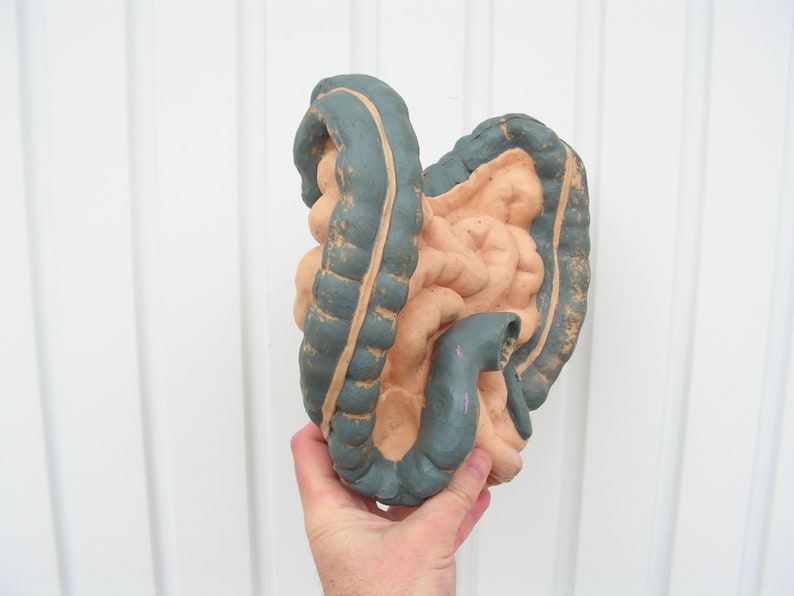 Anatomical Medical Model Internal Organs, Anatomical Kidney Intestine ...