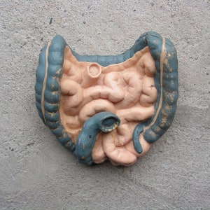 Anatomical Medical Model Internal Organs, Anatomical Kidney Intestine ...
