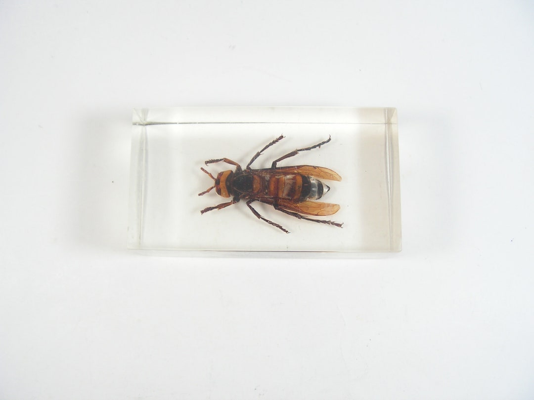 Vintage Real Wasp, Wasp Paperweight, Hornet Resin Rectangular Cube ...