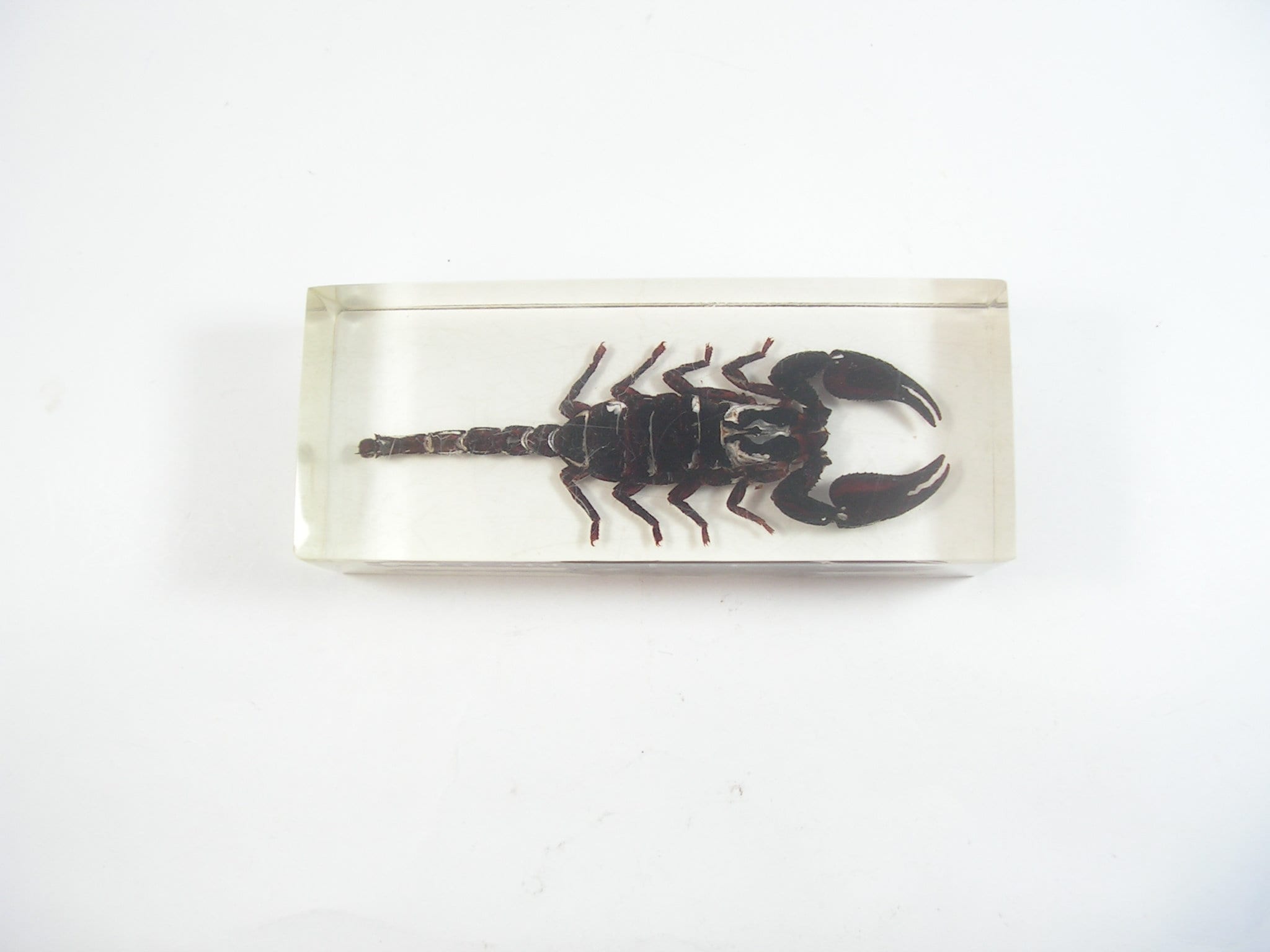 Vintage Real Black Scorpion, Scorpion Paperweight, Black Insect Cast in ...
