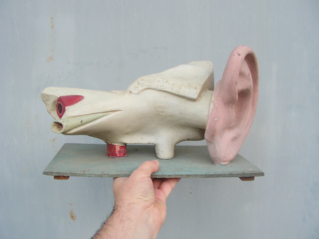 Vintage Human Ear Big Model, Anatomical Medical Model Ear, Anatomy ...