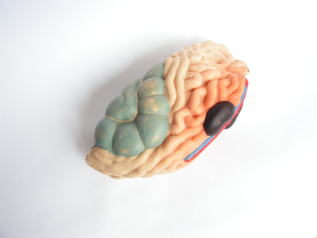 Anatomical Medical Model Internal Organs, Anatomical Kidney Intestine ...