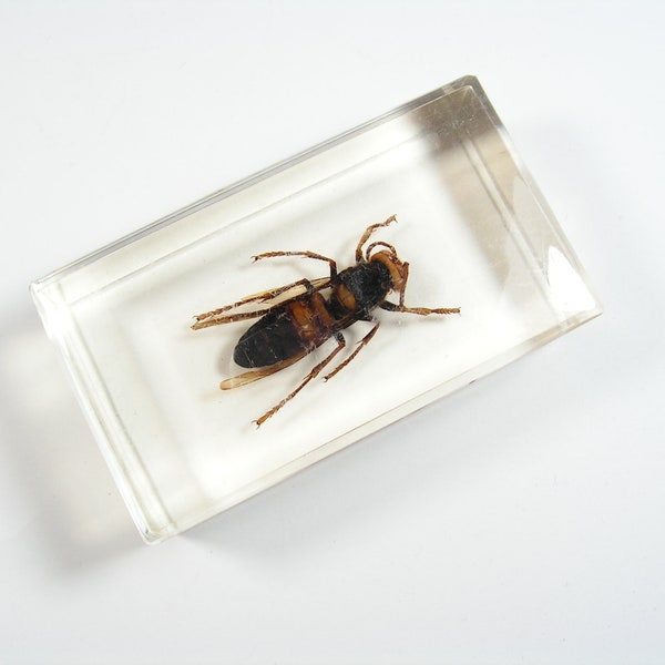 Taxidermy Wasp - Etsy
