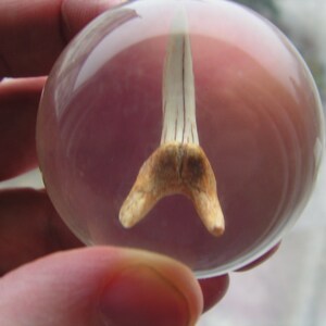 Vintage Real Tooth Predator, Tooth Sphere Resin, Tooth Cast in Clear ...